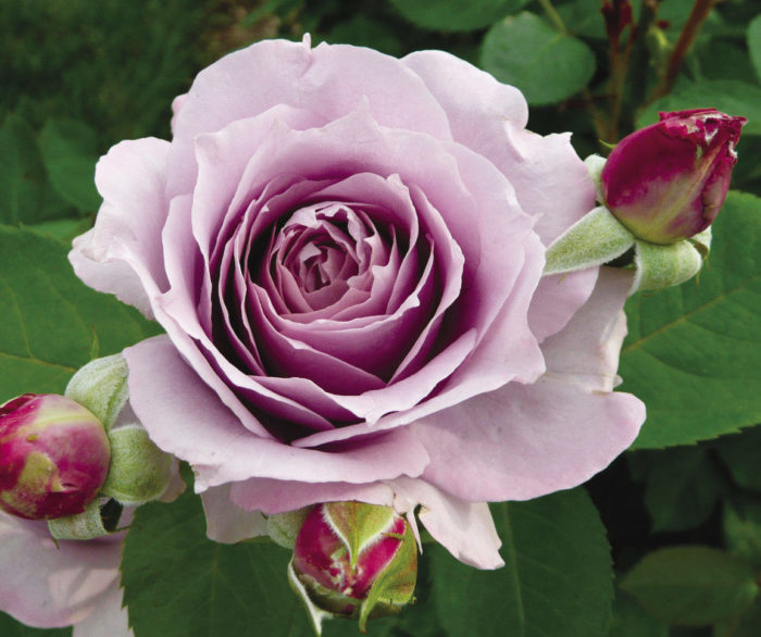 Easy, Picture-Perfect Roses - Fine Gardening