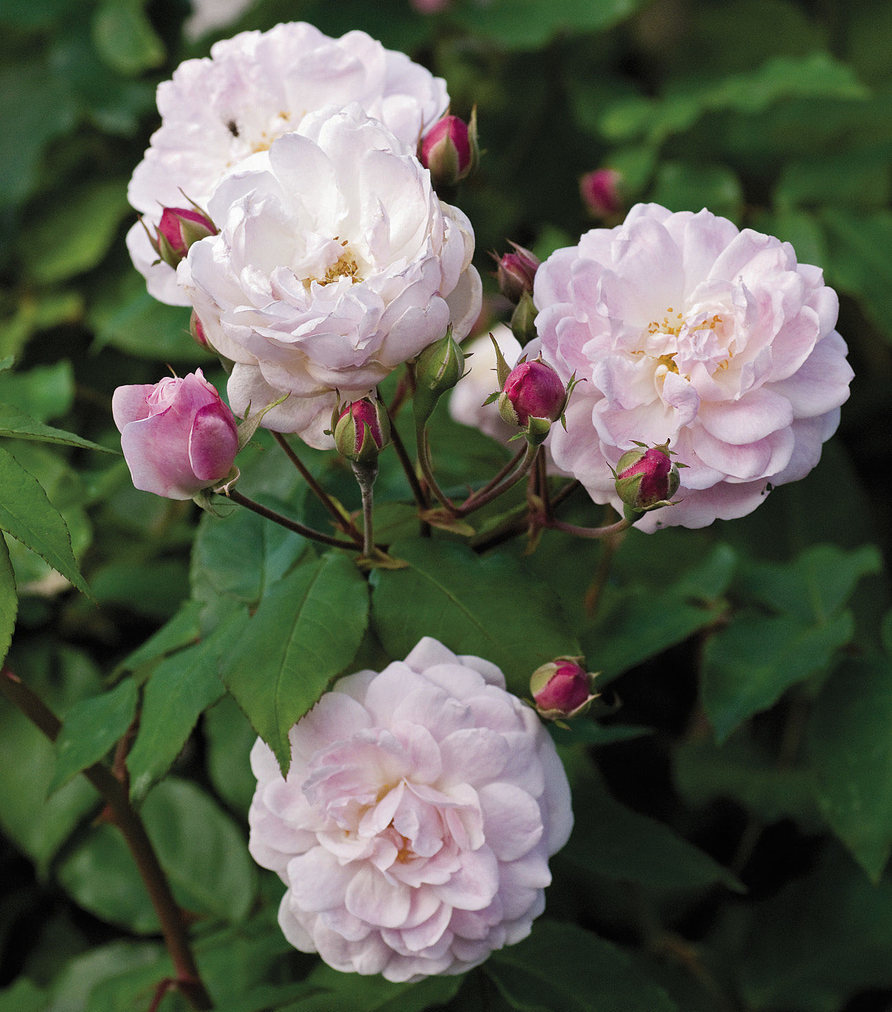 Easy, Picture-Perfect Roses - Fine Gardening