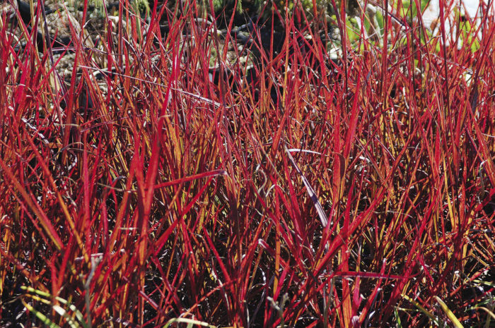 The Best Ornamental Grasses for the Garden - Fine Gardening