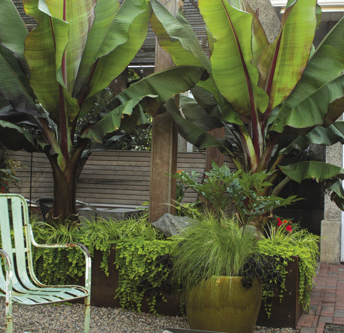 Four Ways to Use Container Plantings for More Privacy - Fine Gardening