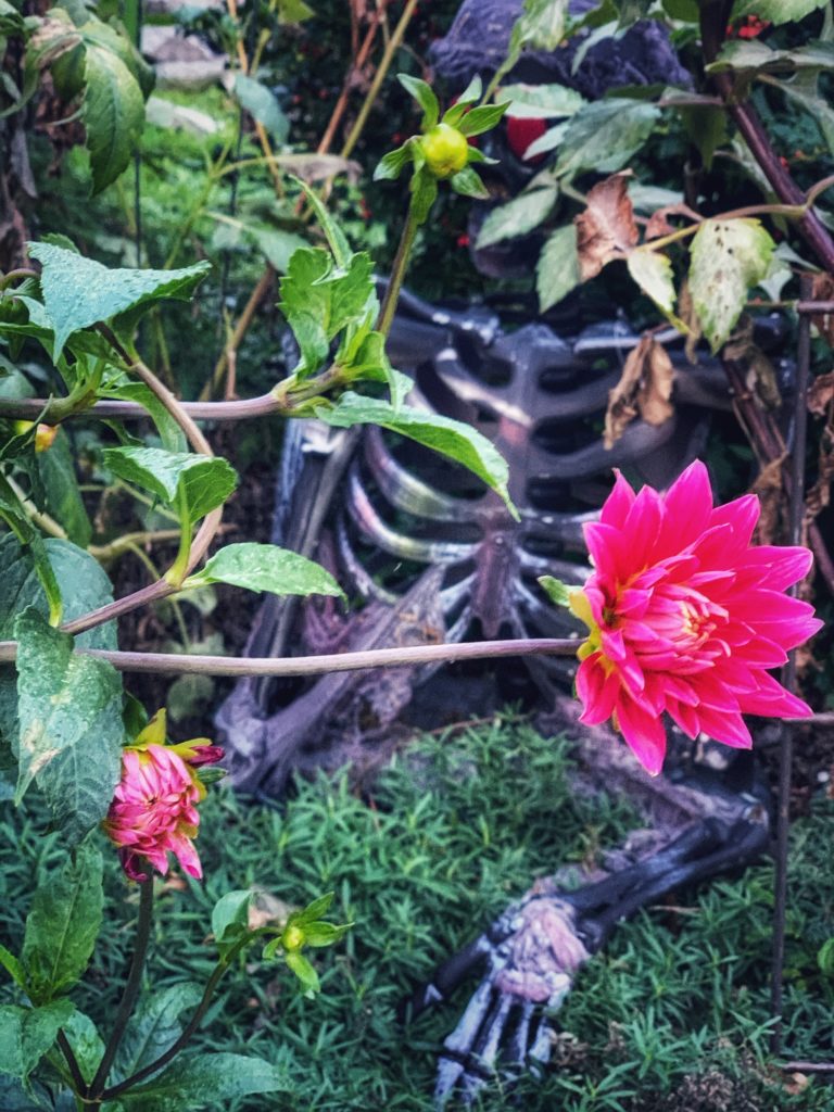 A Perfectly Spooky Garden - Fine Gardening