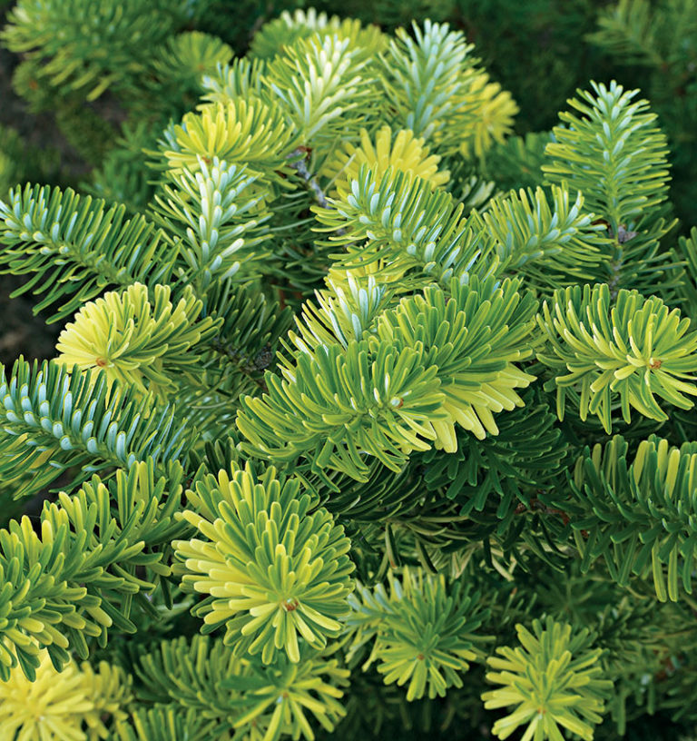 9 Cool Variegated Conifers - Fine Gardening