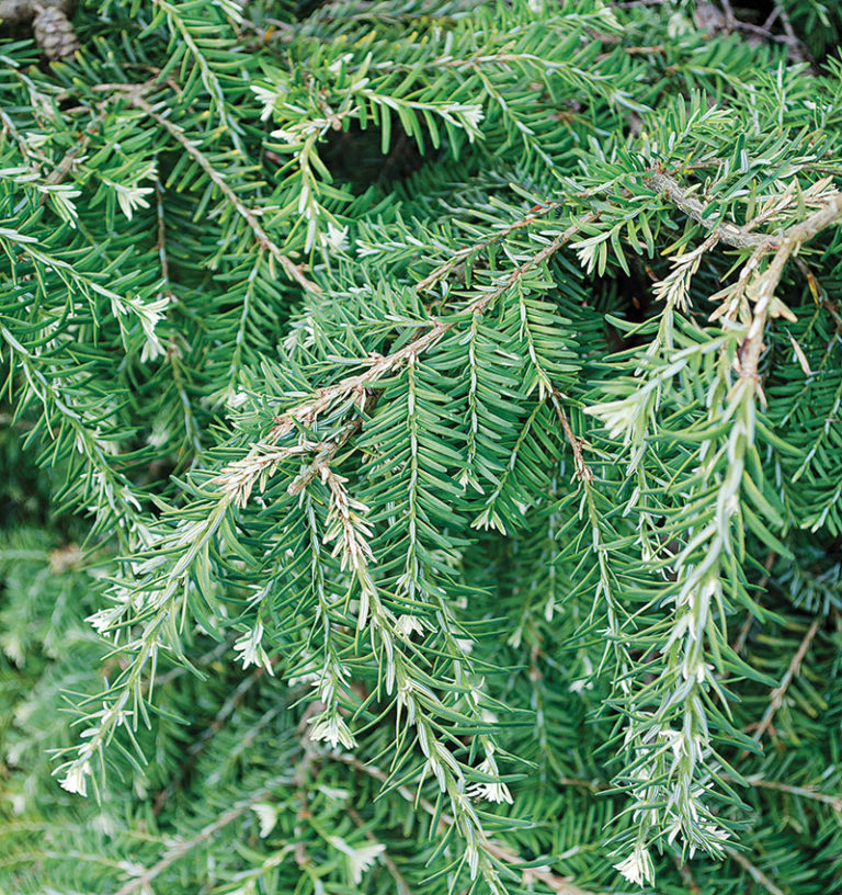 9 Cool Variegated Conifers - Fine Gardening