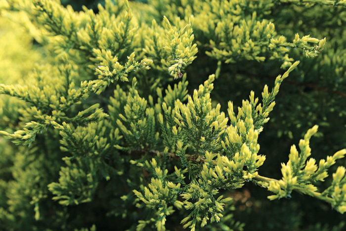9 Cool Variegated Conifers - Fine Gardening