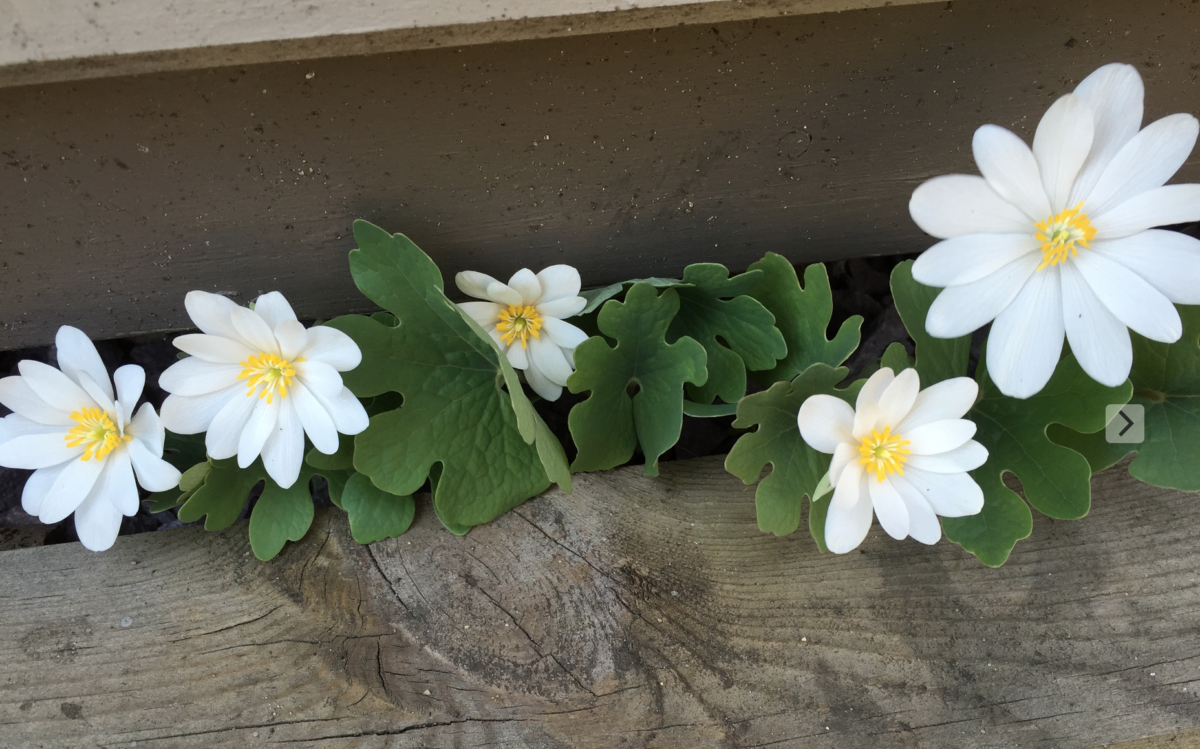 Melancholy Time of Year - Fine Gardening
