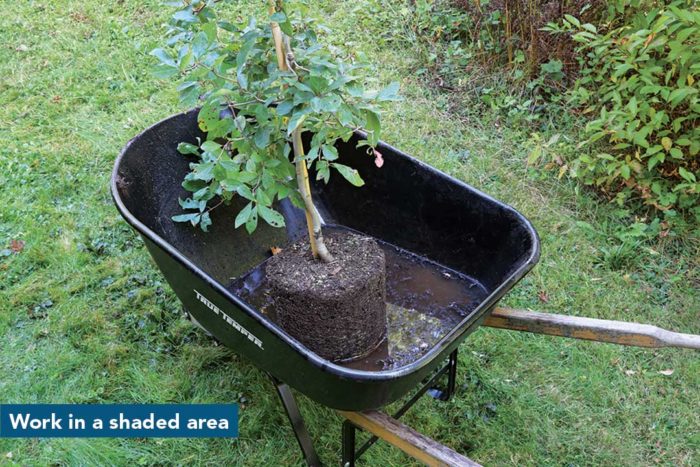 Root Washing: Why and How to Wash Roots - Fine Gardening