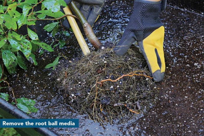 Root Washing: Why and How to Wash Roots - Fine Gardening