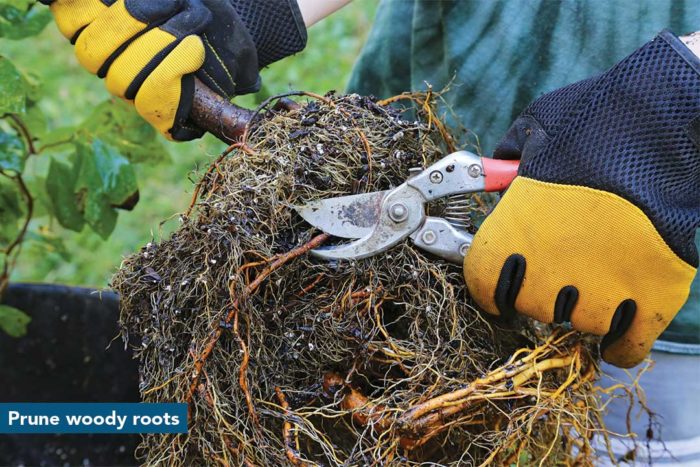 Root Washing: Why and How to Wash Roots - Fine Gardening