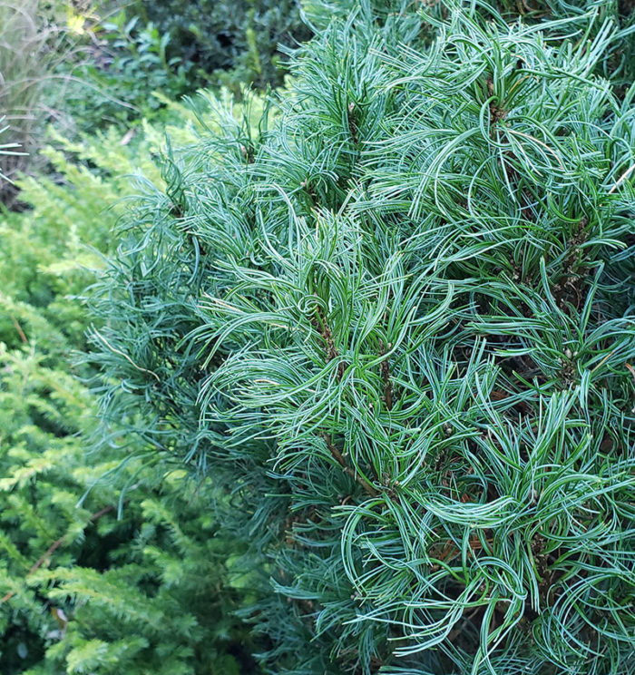 Dwarf Conifers That Can Take the Heat - Fine Gardening
