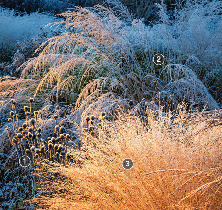 Captivating Combinations for Winter - Fine Gardening