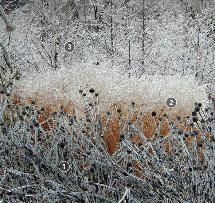 Captivating Combinations for Winter - Fine Gardening