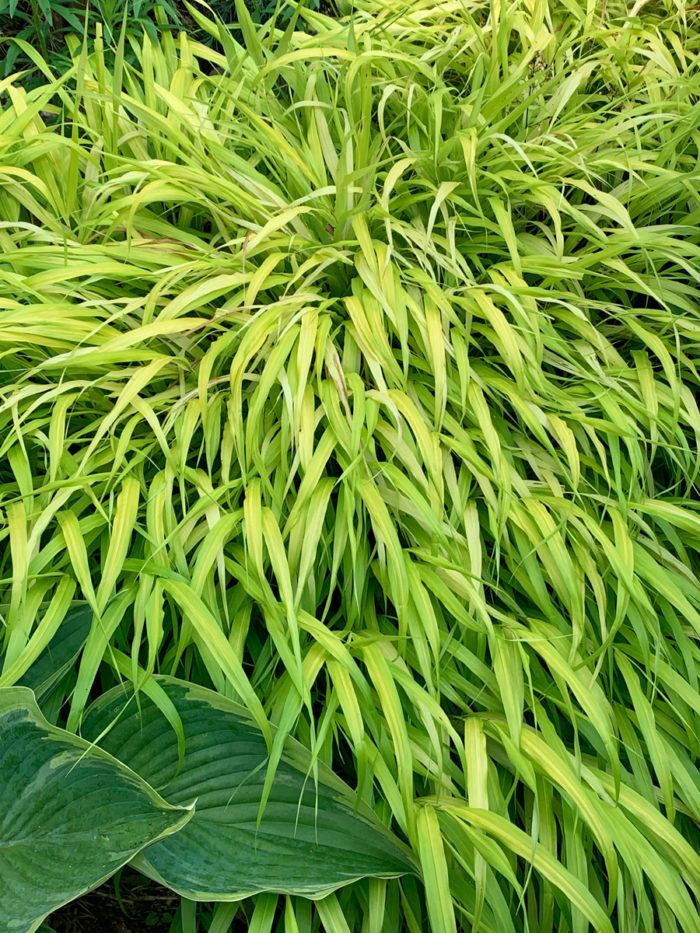 Episode 51: Great Grasses - Fine Gardening