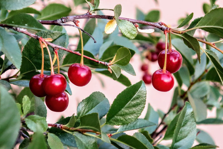 Put Fruit Trees on Your Holiday Wish Lists - Fine Gardening