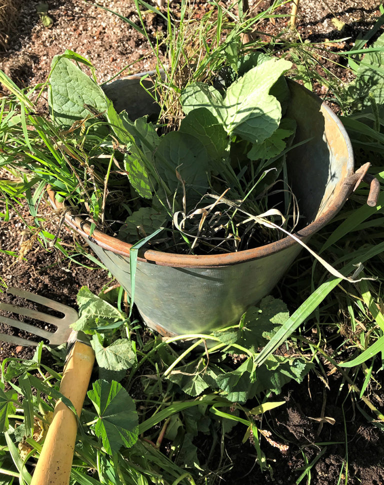 Northern California December Garden To-Do List - Fine Gardening