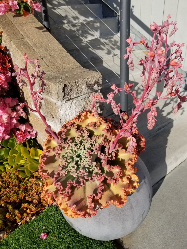 A Floral Display 13 Years in the Making - Fine Gardening