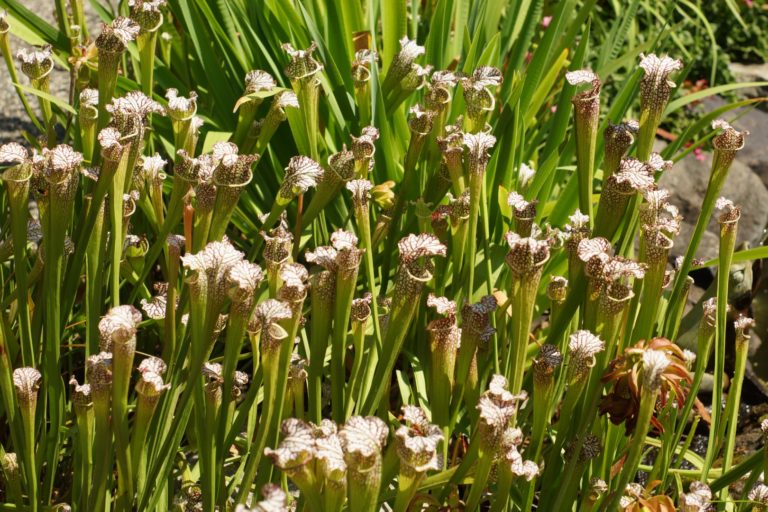 A Bog Garden - Fine Gardening