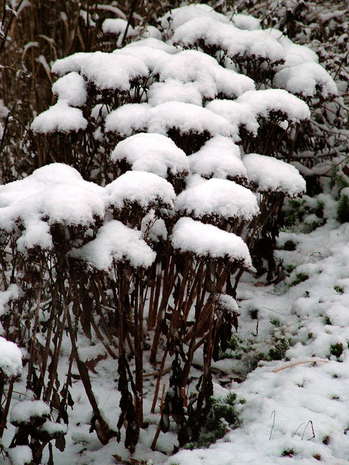 Plants With Great Bones Provide Winter Interest - Fine Gardening