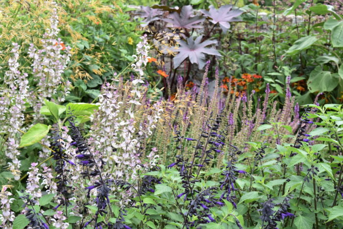 Dense Plantings for Wild Beauty - Fine Gardening