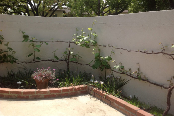 Southern California: January Garden To-Do List - Fine Gardening