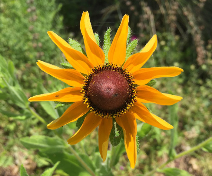 Bold-Textured Beauties for Sun and Shade - Fine Gardening