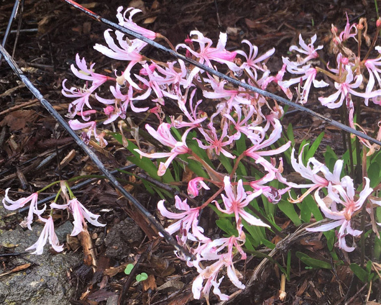 South African Flowers at Home in Northern California - Fine Gardening