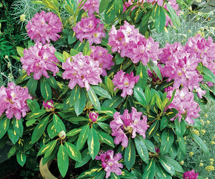 Rhododendrons for Fantastic Foliage - Fine Gardening