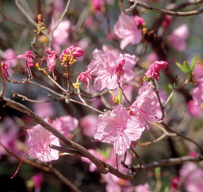 Rhododendrons for Fabulous Flowers - Fine Gardening