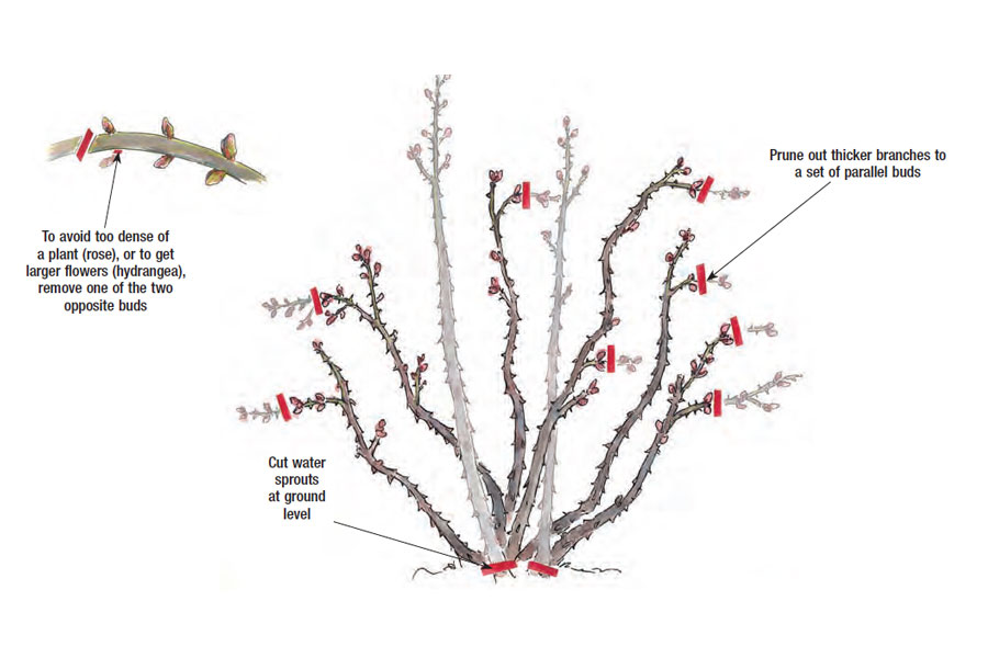 How to Prune Shrub Roses - Fine Gardening