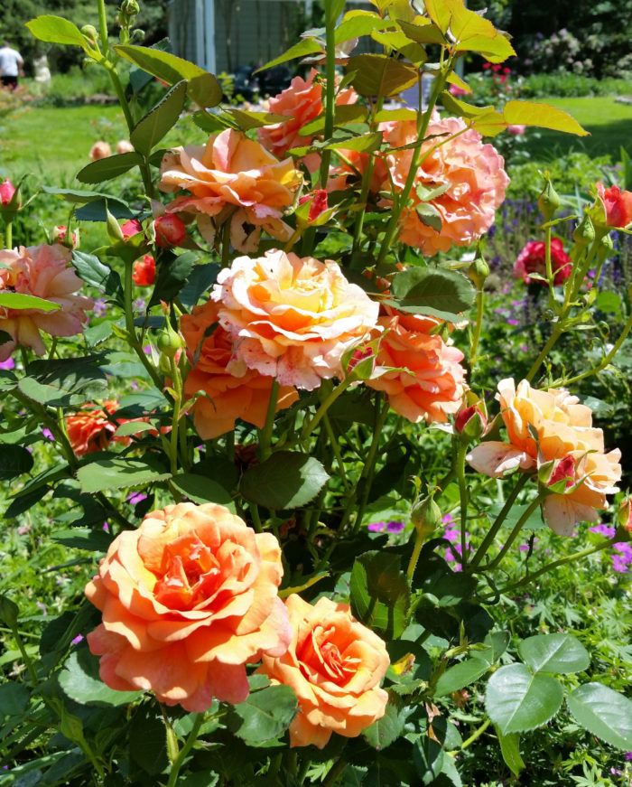 A Celebration of Roses (for a Hot and Humid Climate) - Fine Gardening