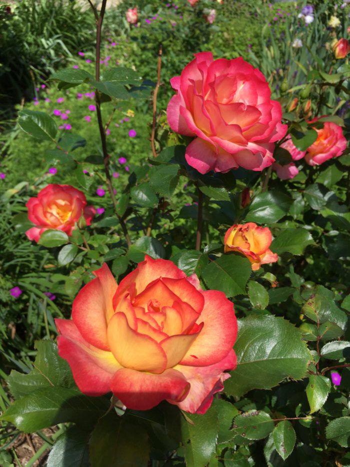 A Celebration of Roses (for a Hot and Humid Climate) - Fine Gardening