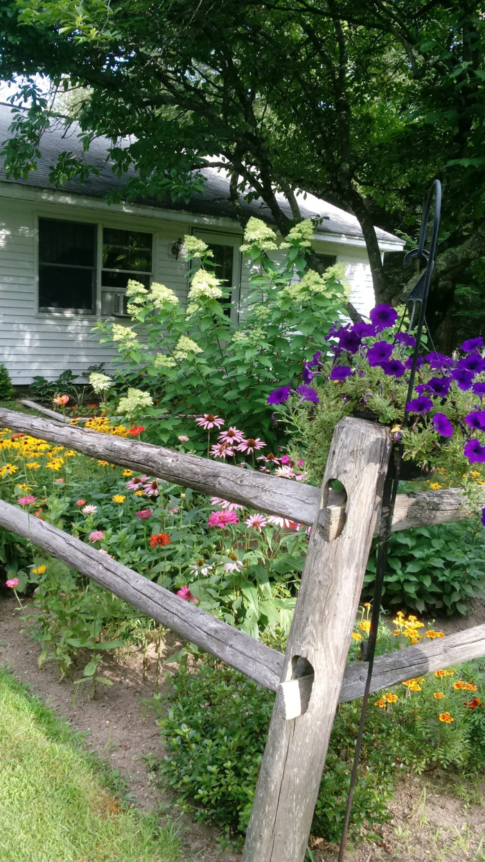 Flowers From Sun to Shade - Fine Gardening