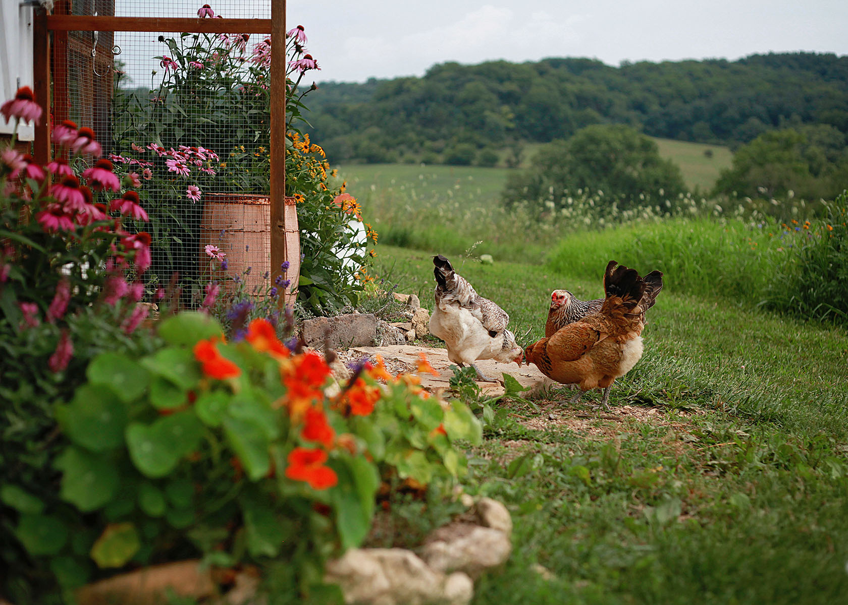 Gardening With Chickens in Illinois - Fine Gardening