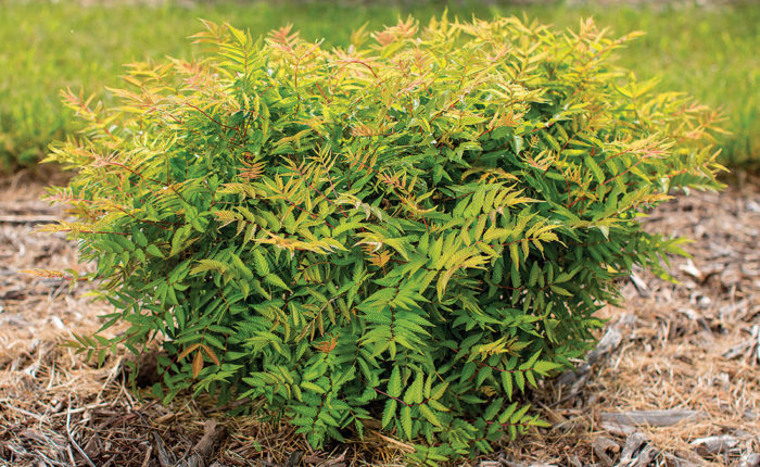 The Best New Plants for 2020: Trees and Shrubs - Fine Gardening