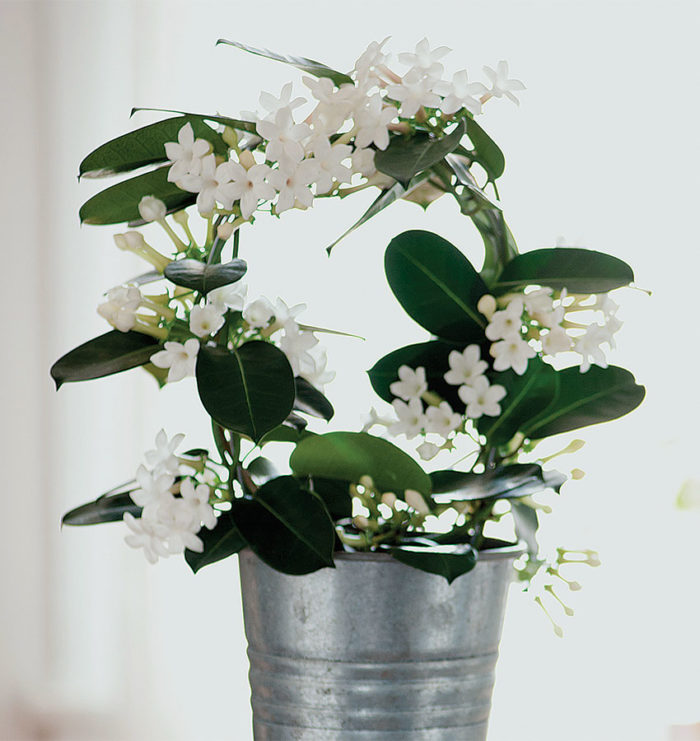 Fragrant Houseplants - Fine Gardening