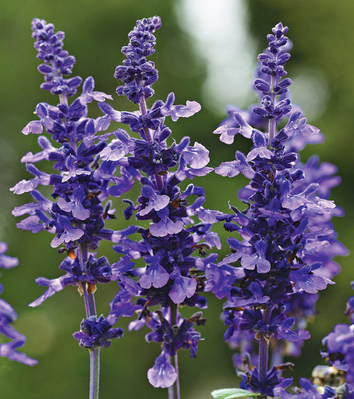 Regional Picks: Early Summer Plant Combo for the Southern Plains - Fine ...