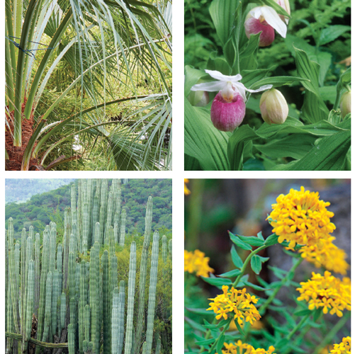 Splurge Plants Worth Your Time (and Money) - Fine Gardening