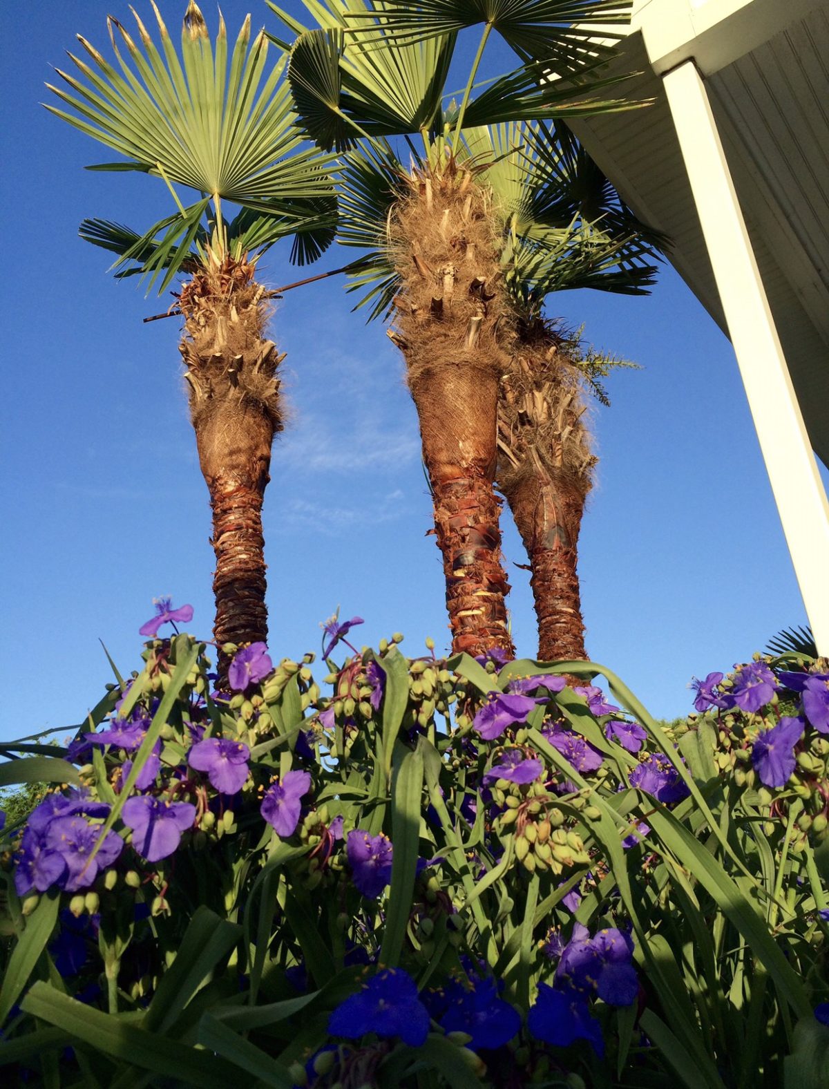 Tropical Escape in Virginia - Fine Gardening