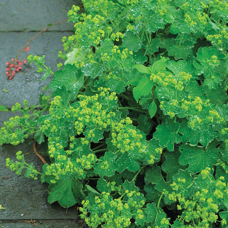 Regional Picks: Early Summer Plant Combo for the Northeast - Fine Gardening