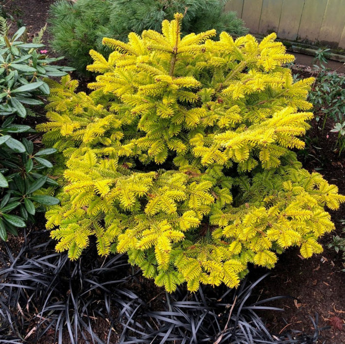 Episode 59: Northwest Flower and Garden Festival Review - Fine Gardening