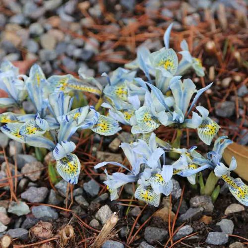 Early Spring Ephemerals for the Northwest - Fine Gardening