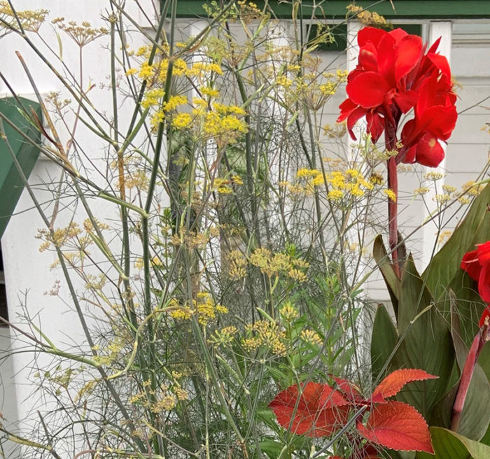 Fine-Textured Plants Balance Any Design - Fine Gardening