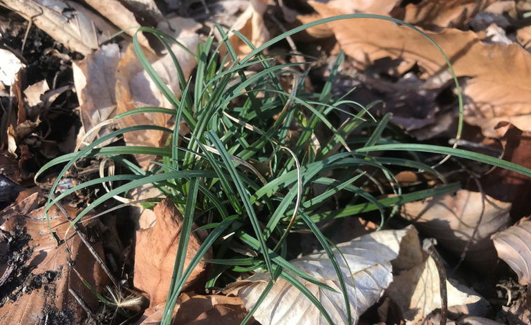 Fine-Textured Plants Balance Any Design - Fine Gardening