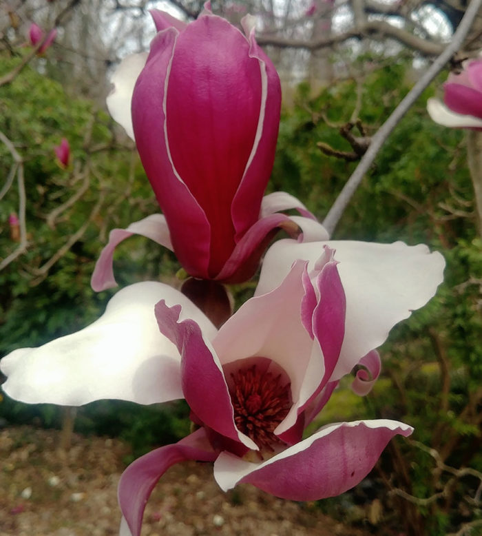 Spring-Blooming Magnolias for the Southeast - Fine Gardening