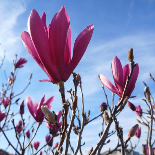 Spring-Blooming Magnolias for the Southeast - Fine Gardening