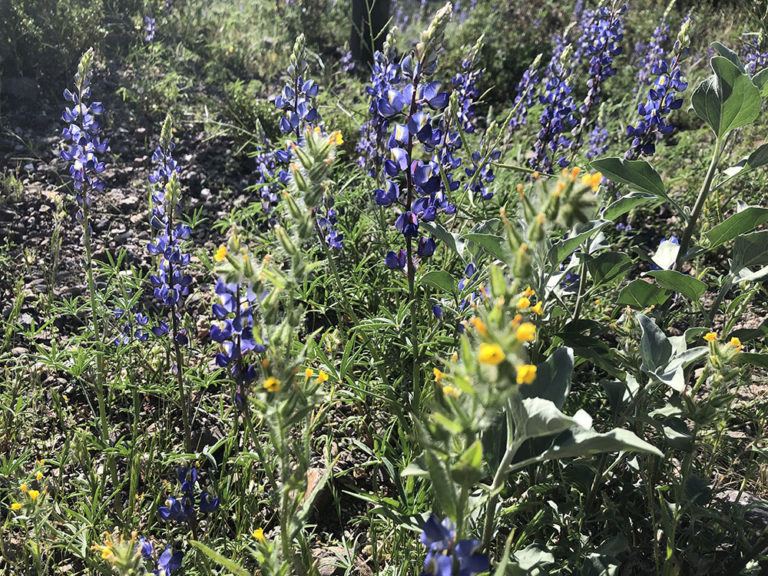 Native Wildflowers for the Southwest - Fine Gardening