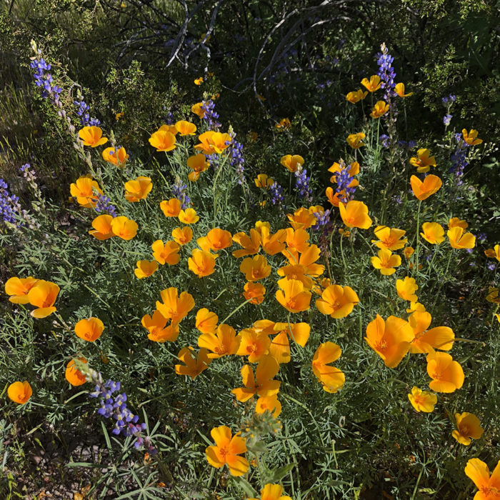 Native Wildflowers for the Southwest - Fine Gardening