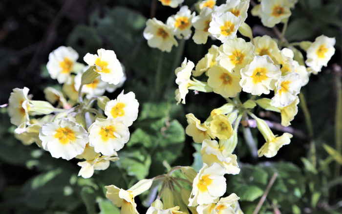 Tips for the Best Spring Ephemeral Displays - Fine Gardening