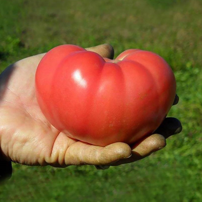 5 Great New Tomato Varieties - Fine Gardening