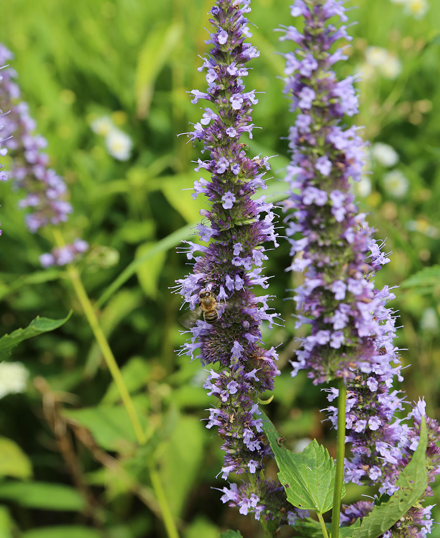 Pollinators' Favorite Nectar Plants - Fine Gardening