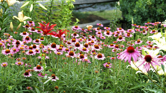 What's New With Coneflowers? - Fine Gardening